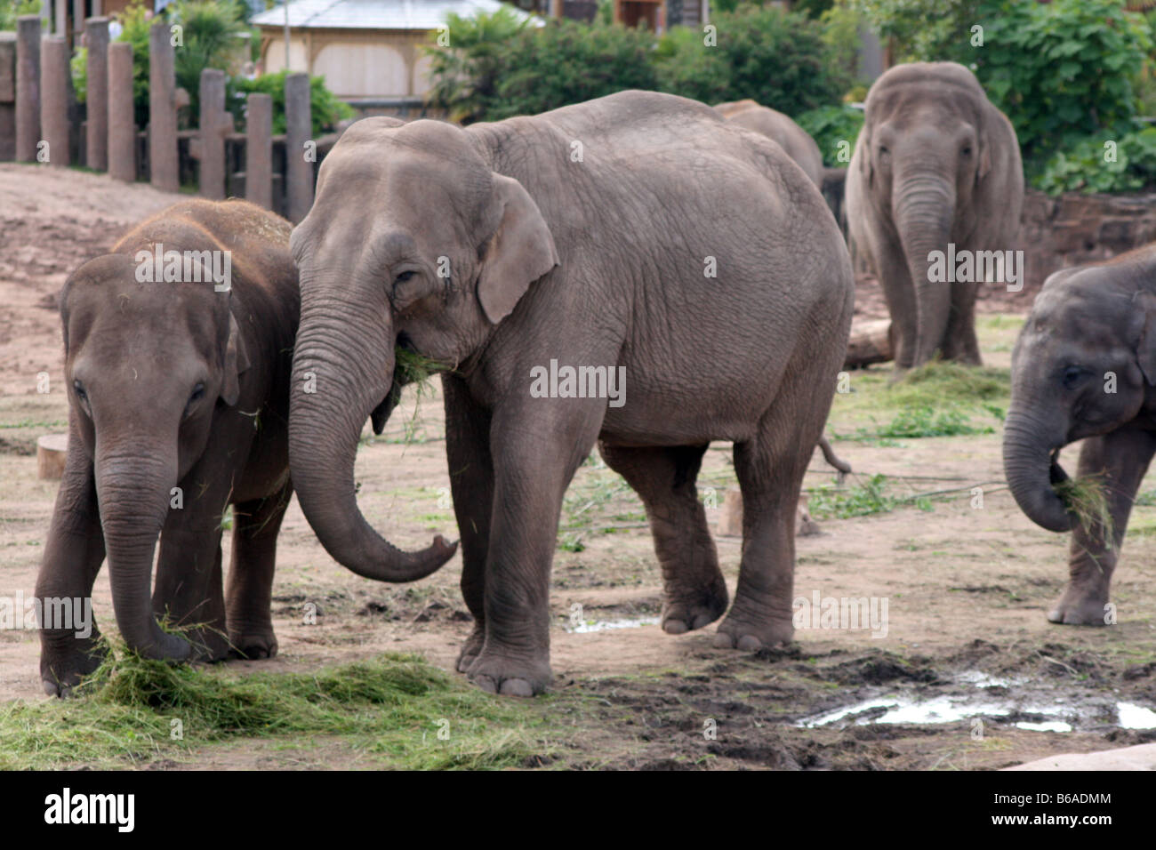 Asiatische elefantbilder -Fotos und -Bildmaterial in hoher Auflösung ...