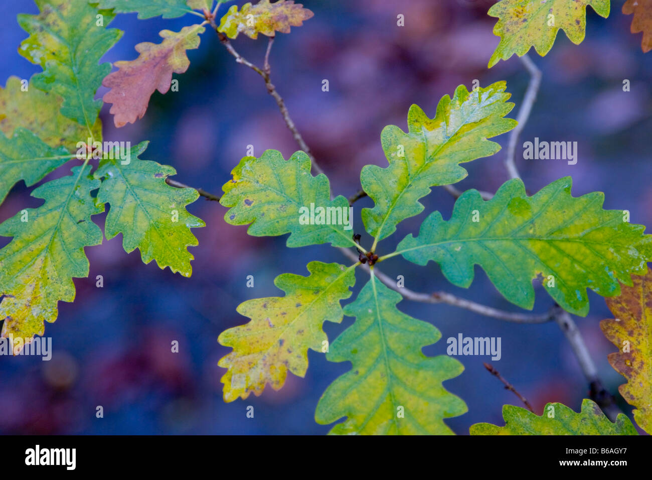 Laub eiche -Fotos und -Bildmaterial in hoher Auflösung – Alamy