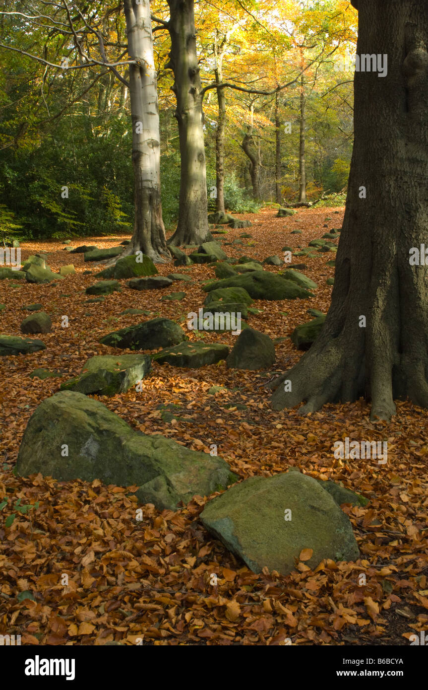Rotbuche (Fagus Sylvatica) im Herbst Schottland Holz Adel Leeds West ...