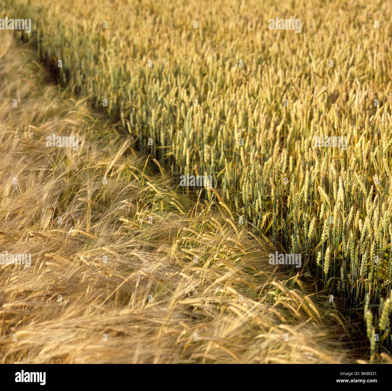 Getreidefelder bilder -Fotos und -Bildmaterial in hoher Auflösung – Alamy