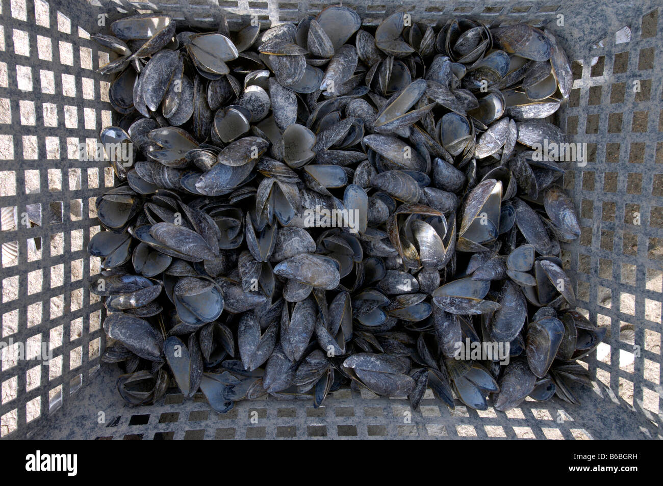 Muscheln auf -Fotos und -Bildmaterial in hoher Auflösung – Alamy
