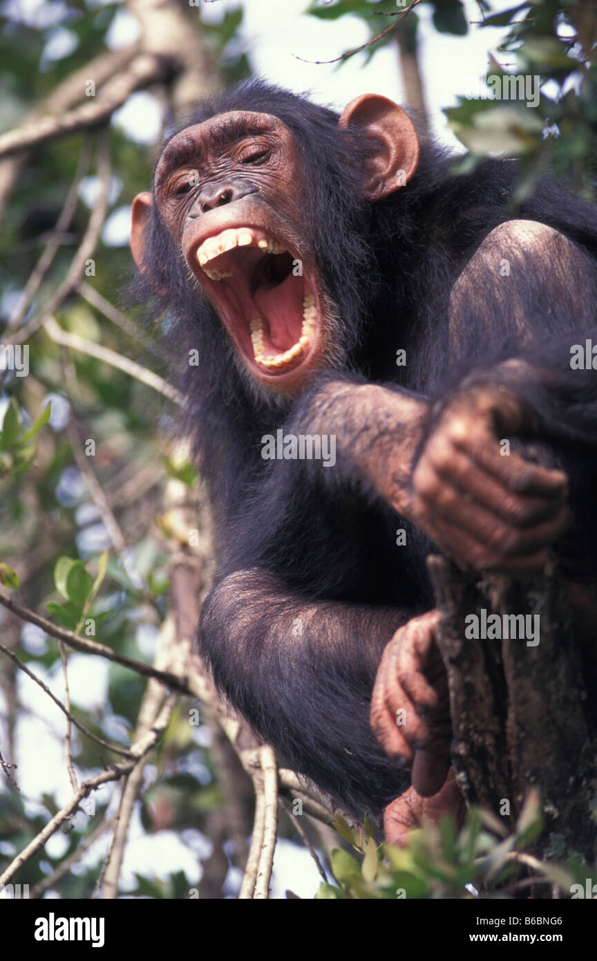 Schimpansen im Baum mit offenem Mund Stockfotografie - Alamy