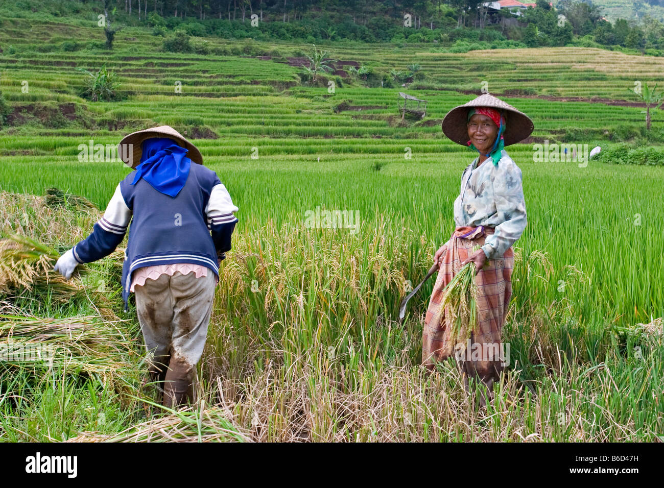 Harvesting rice crop -Fotos und -Bildmaterial in hoher Auflösung – Alamy