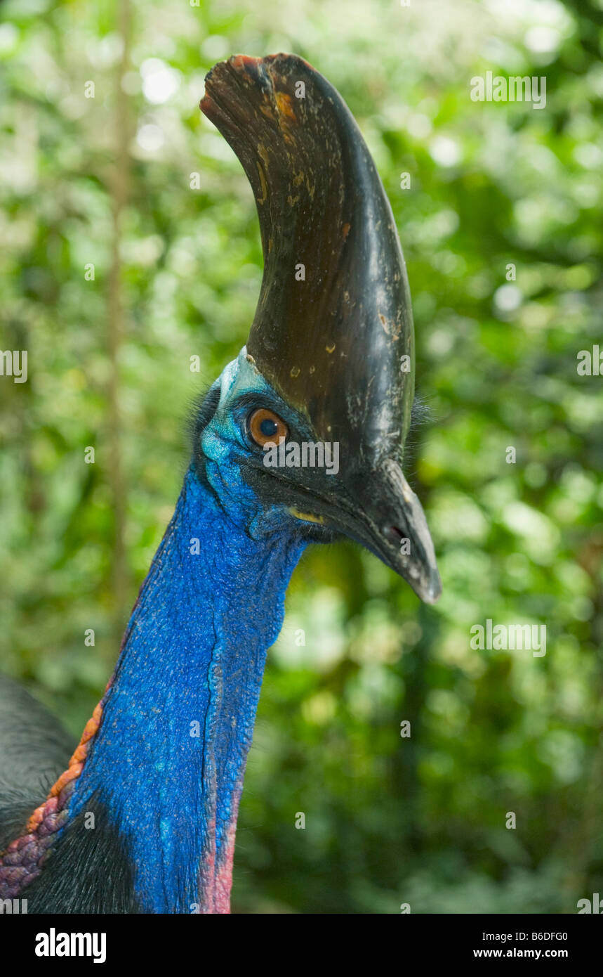 Casuarius casuarius atherton tablelands queensland -Fotos und ...