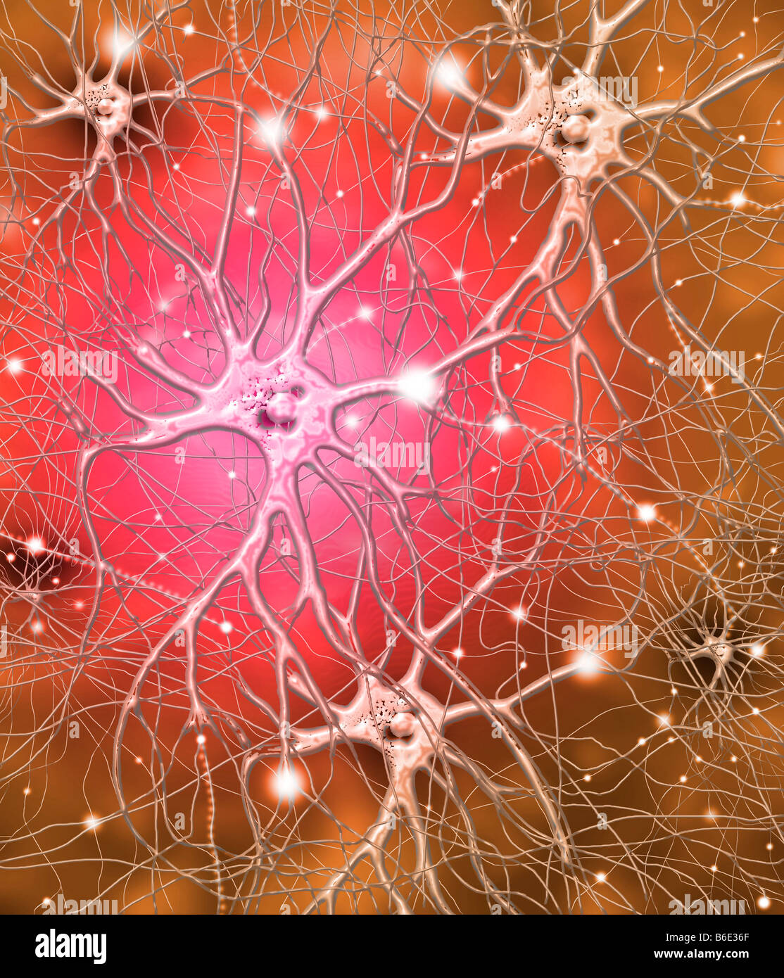 Anatomie Neurobiologie Axone Dendriten Stockfotos und -bilder Kaufen ...