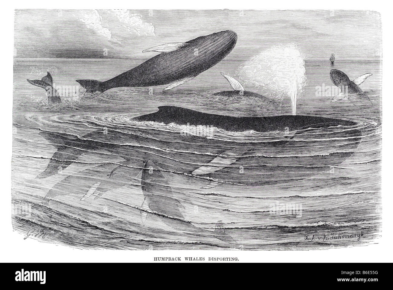 79 arten -Fotos und -Bildmaterial in hoher Auflösung – Alamy