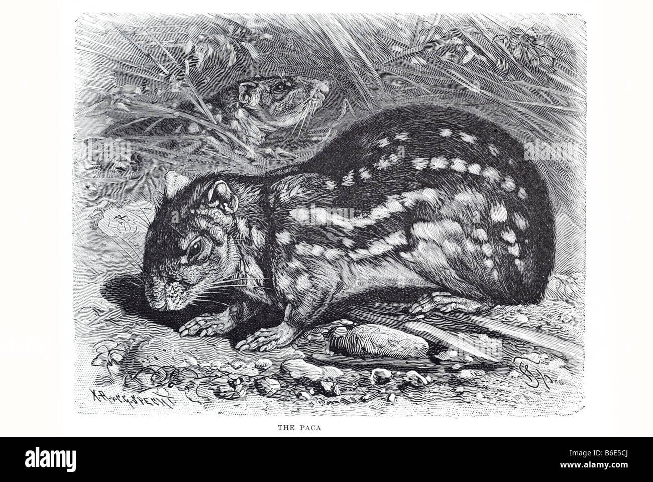 Conejo pintado in panama -Fotos und -Bildmaterial in hoher Auflösung ...