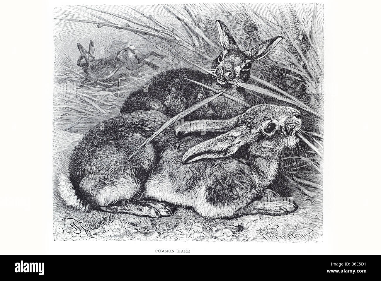 Gattung lepus -Fotos und -Bildmaterial in hoher Auflösung – Alamy
