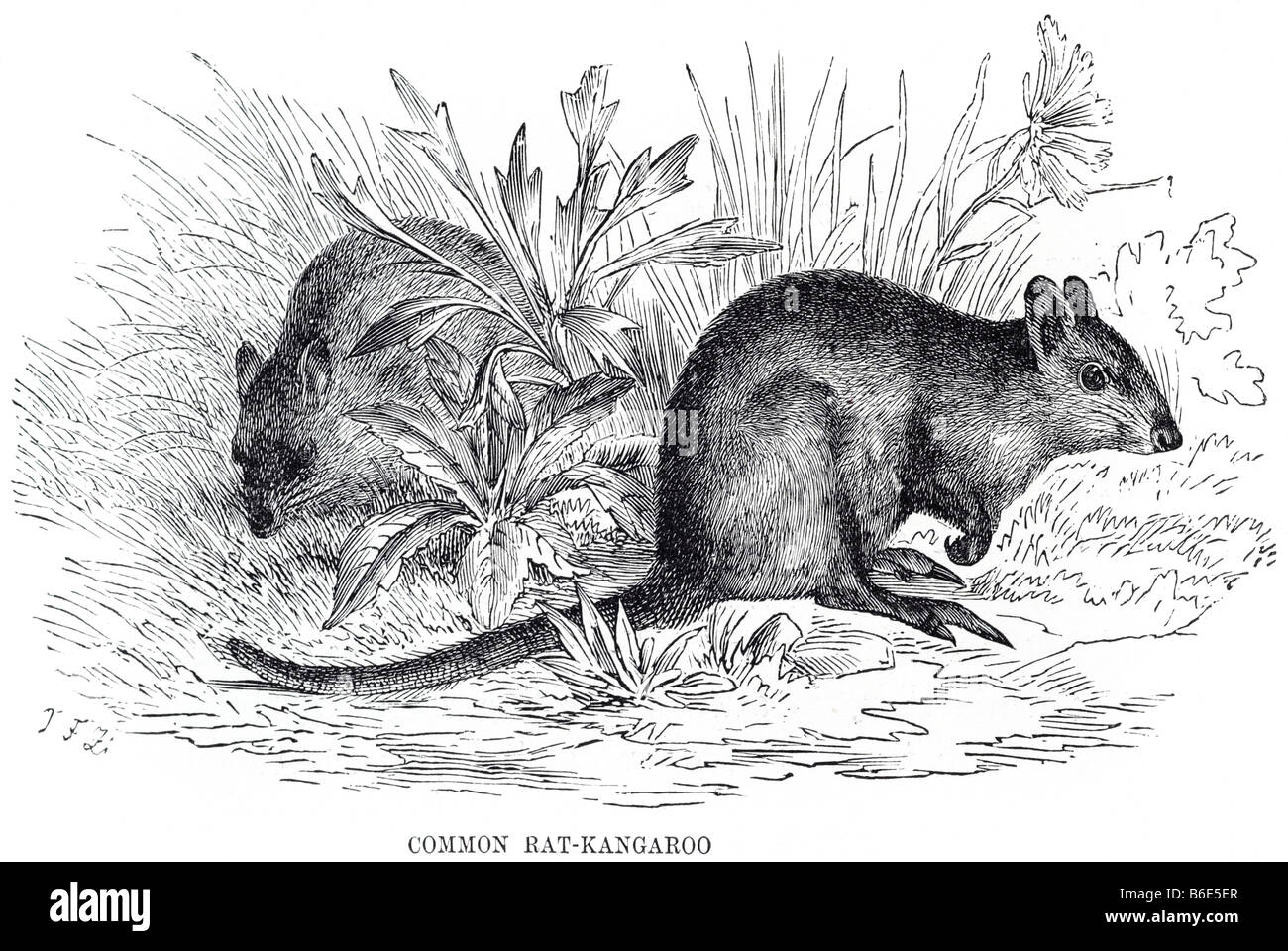 gemeinsamen Ratte Känguru Beuteltier Familie Potoroidae umfasst die ...