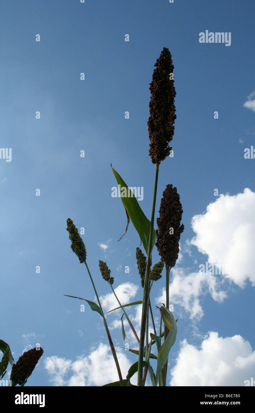 Hirse pflanze -Fotos und -Bildmaterial in hoher Auflösung – Alamy