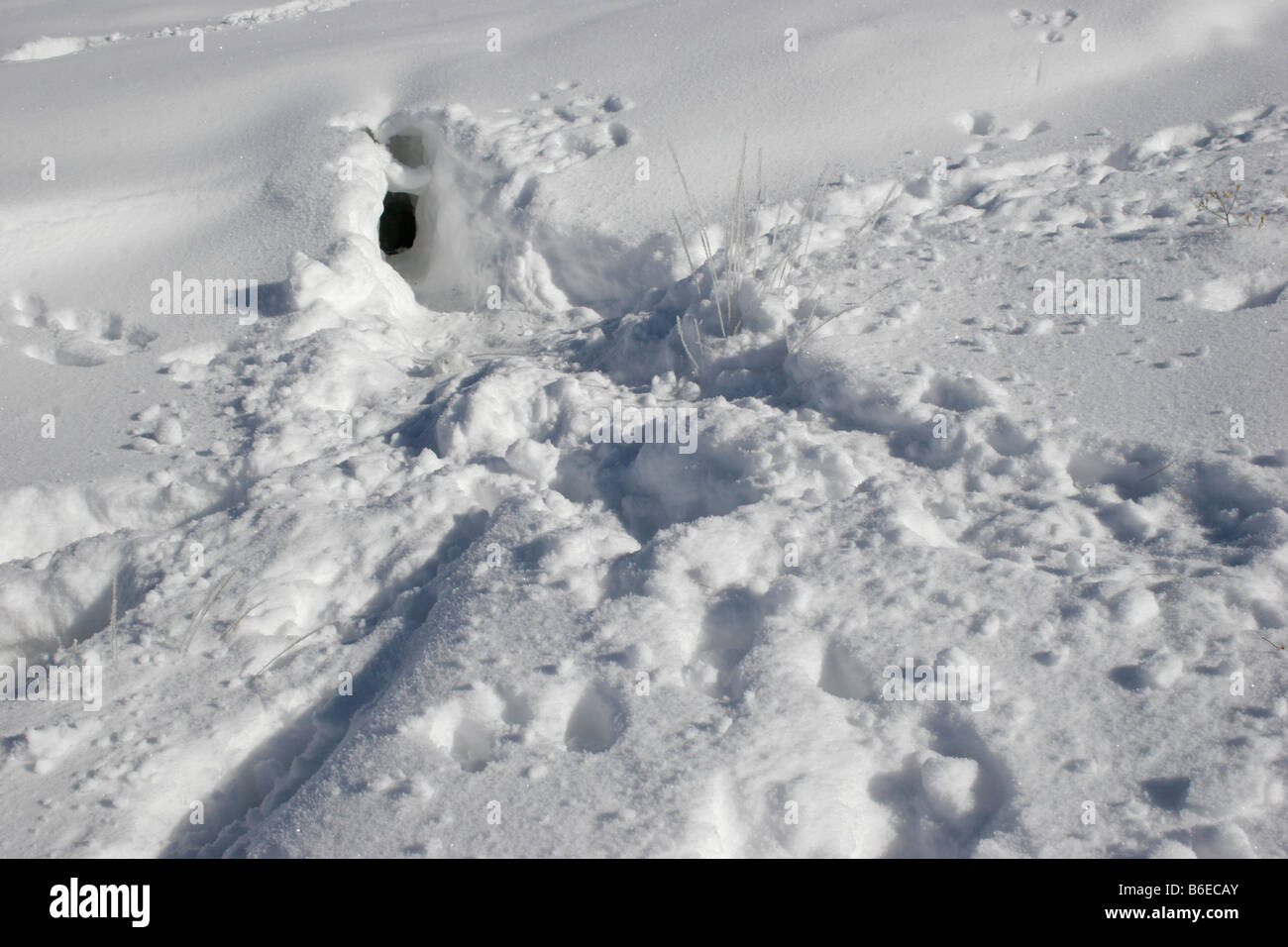 Kaninchenbau, Kaninchenbau im Schnee Stockfotografie - Alamy