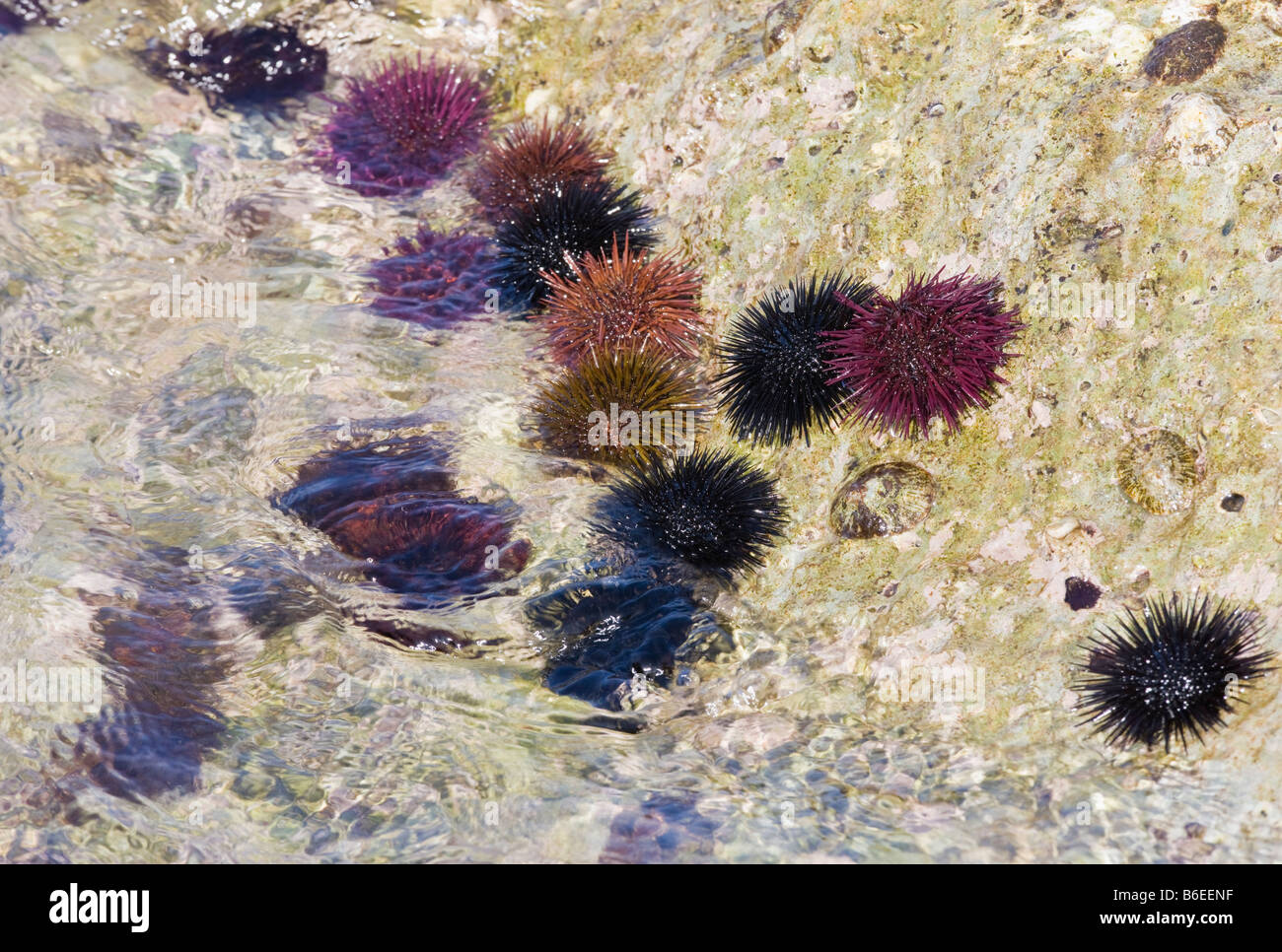 Verschiedene seeigel -Fotos und -Bildmaterial in hoher Auflösung – Alamy