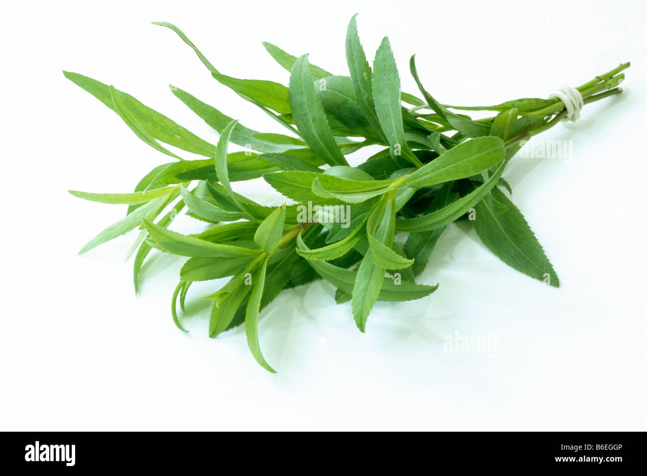 Estragon freisteller -Fotos und -Bildmaterial in hoher Auflösung – Alamy