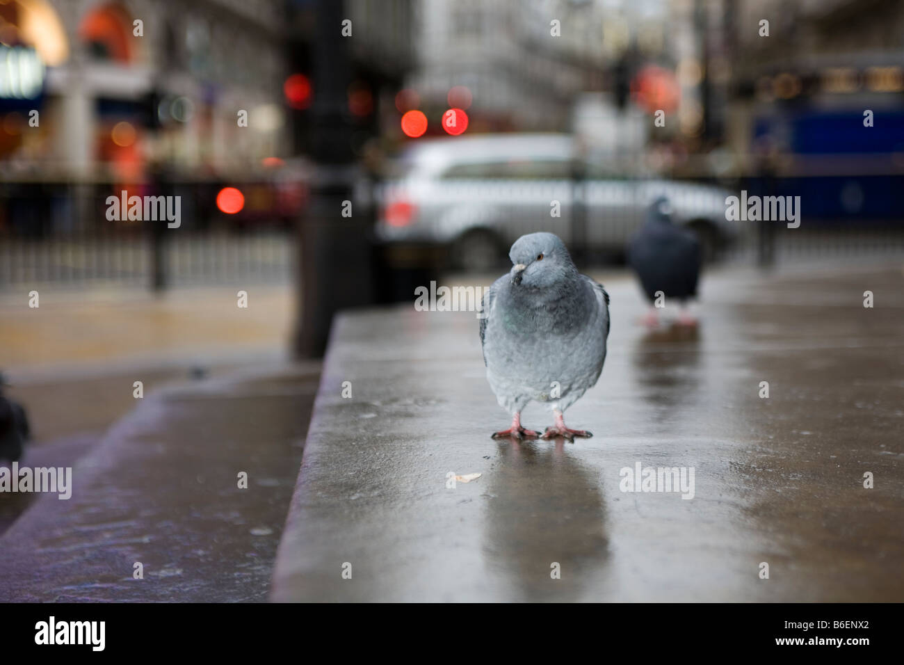 Facade pigeon -Fotos und -Bildmaterial in hoher Auflösung – Alamy