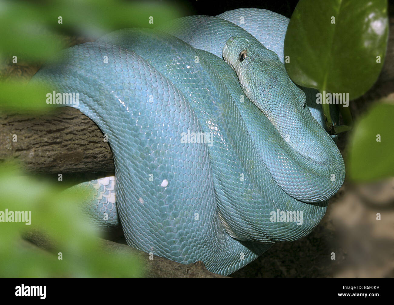 Grüner Baumpython (Chondropython Viridis, Morelia Viridis), blaue ...