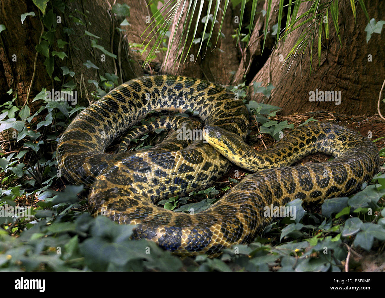gelbe Anakonda (Eunectes Notaeus), auf Waldboden Stockfotografie - Alamy