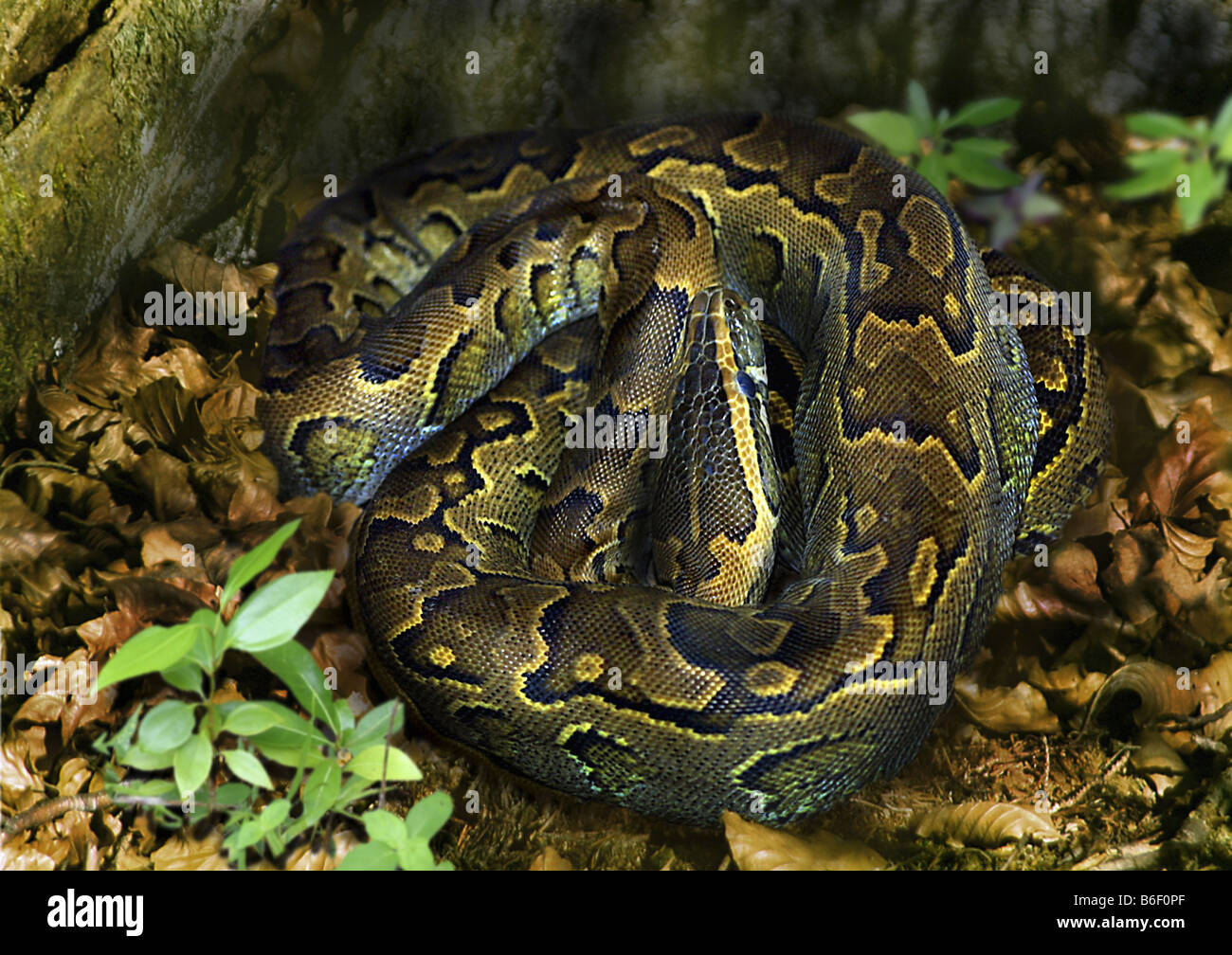 Ground python -Fotos und -Bildmaterial in hoher Auflösung – Alamy