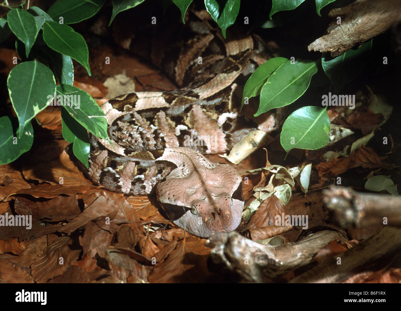 Gabun Viper (Bitis Gabonica), auf Laub Stockfotografie - Alamy