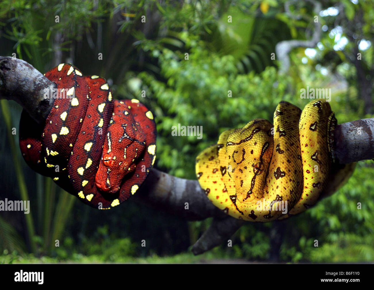 Grüner Baumpython (Chondropython Viridis, Morelia Viridis), zwei junge ...