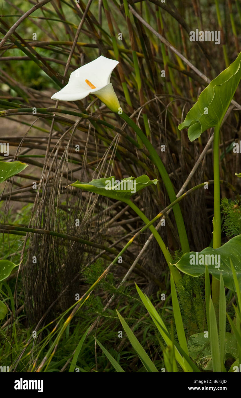 White arum lily -Fotos und -Bildmaterial in hoher Auflösung – Alamy