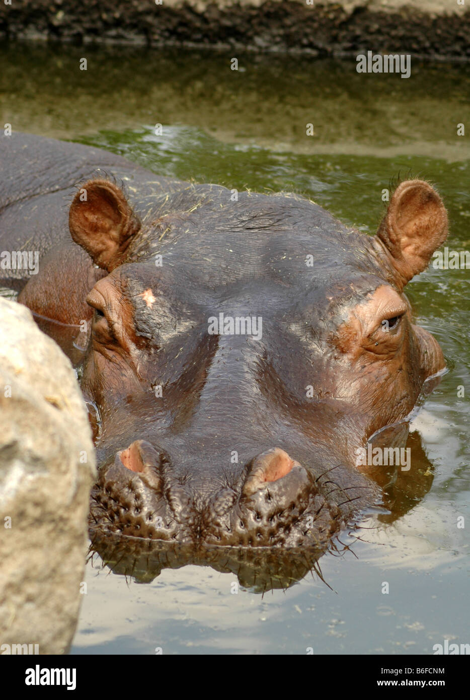 Nilpferd atmen -Fotos und -Bildmaterial in hoher Auflösung – Alamy