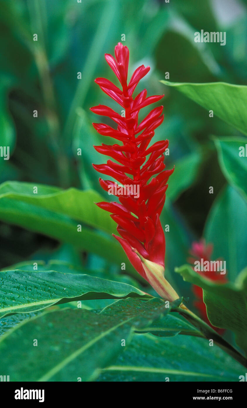 Flower micronesia -Fotos und -Bildmaterial in hoher Auflösung - Seite 2 ...