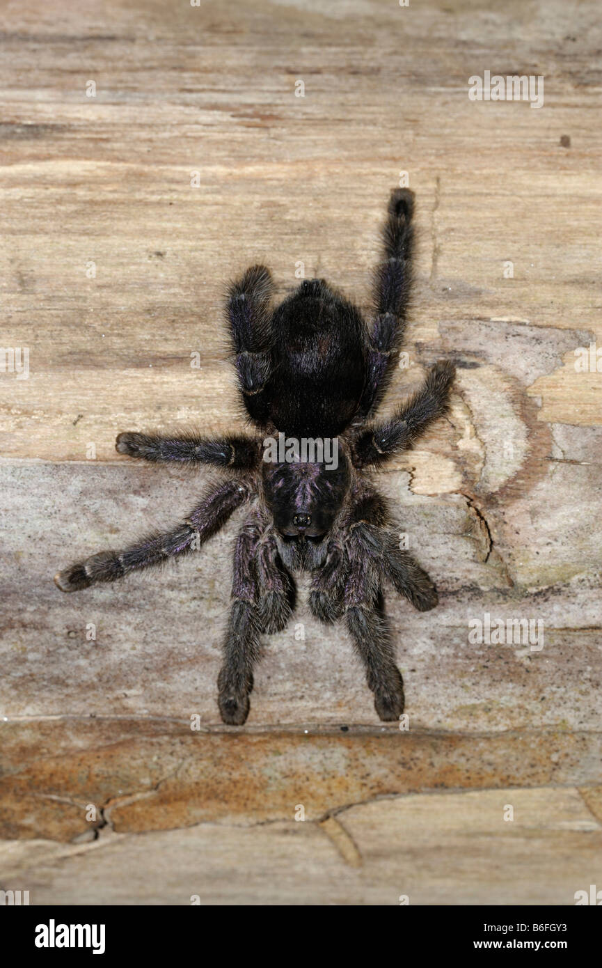 Tarantula spinne südamerika -Fotos und -Bildmaterial in hoher Auflösung ...