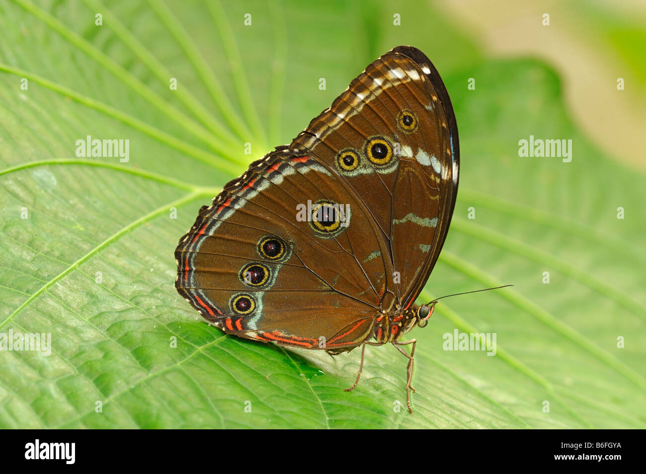 Peleides Blue Morpho Butterfly (Morpho Peleides), Ecuador, Südamerika ...