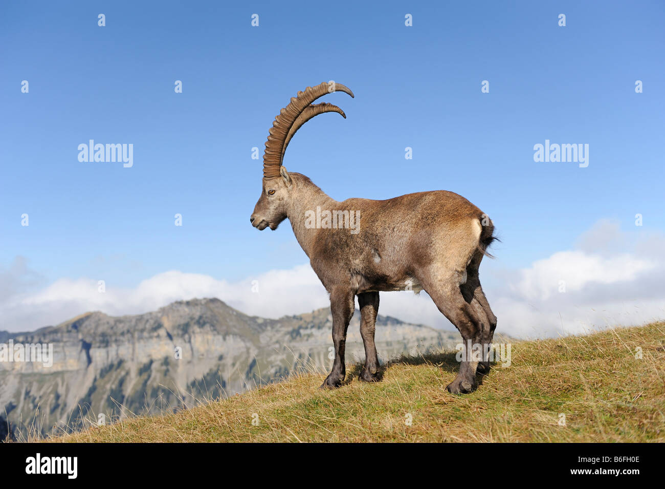 Alpine Ibex oder Steinbock oder Bouquetin (Capra Ibex), in seiner ...