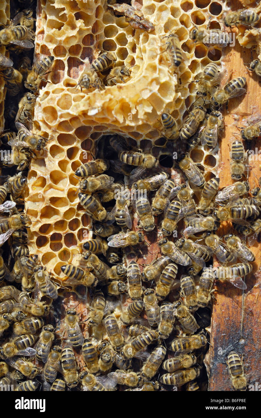 Honigwaben Waben Bienenwachs Wachs Bienenstock Stockfotos & Honigwaben ...