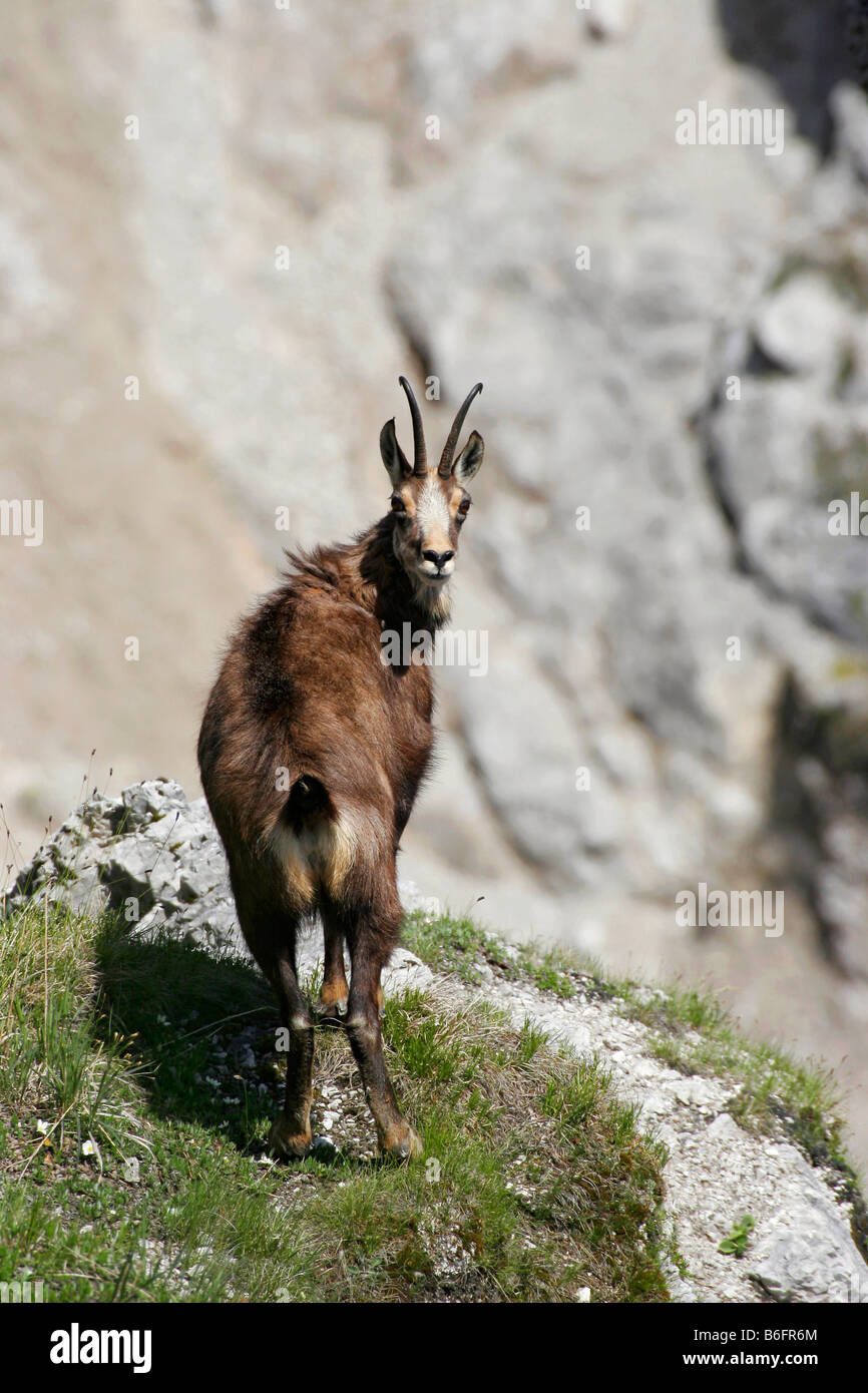Ziege dreht sich -Fotos und -Bildmaterial in hoher Auflösung – Alamy