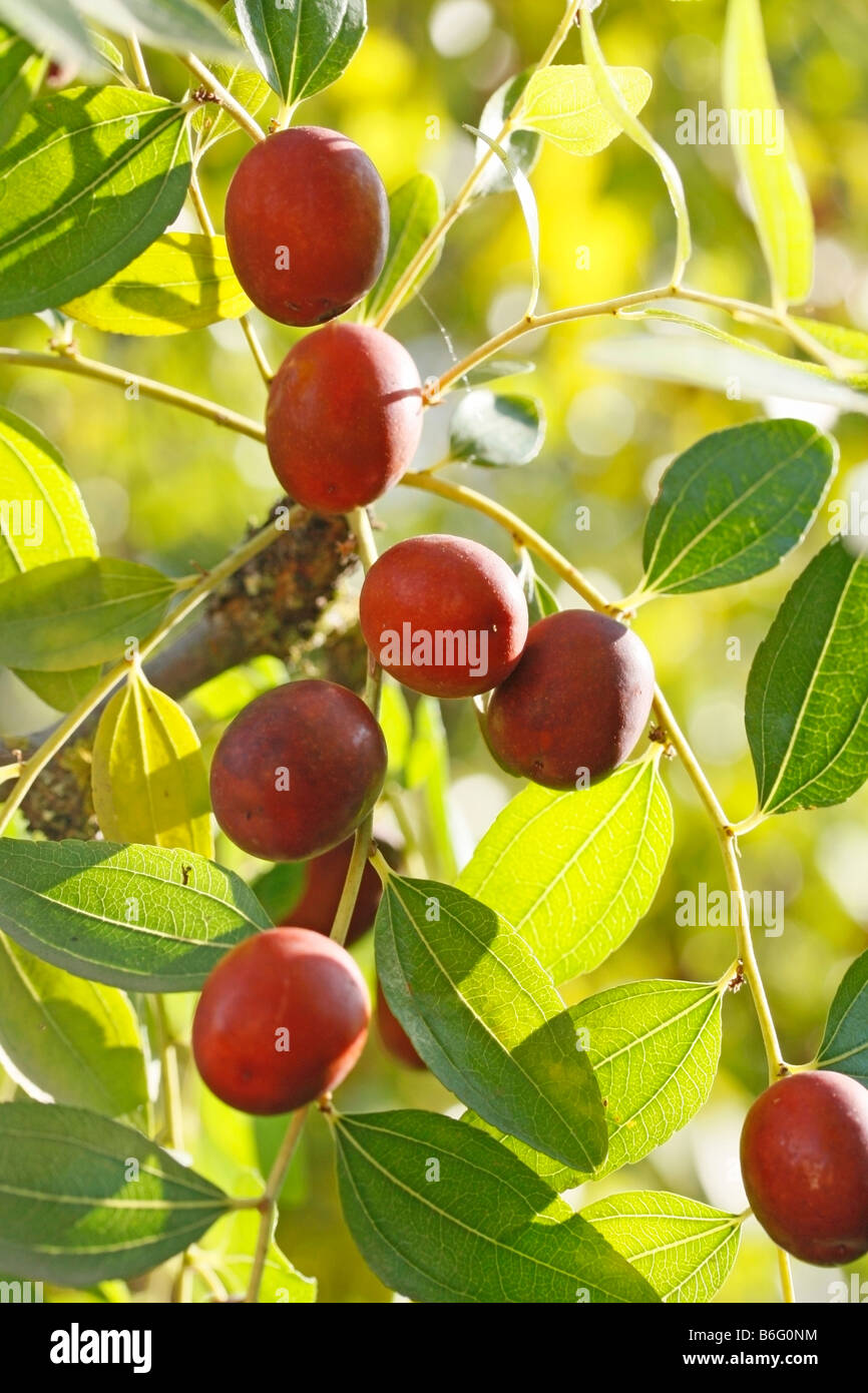 Rote Jujube Datum Zizyphus jujuba Stockfotografie - Alamy