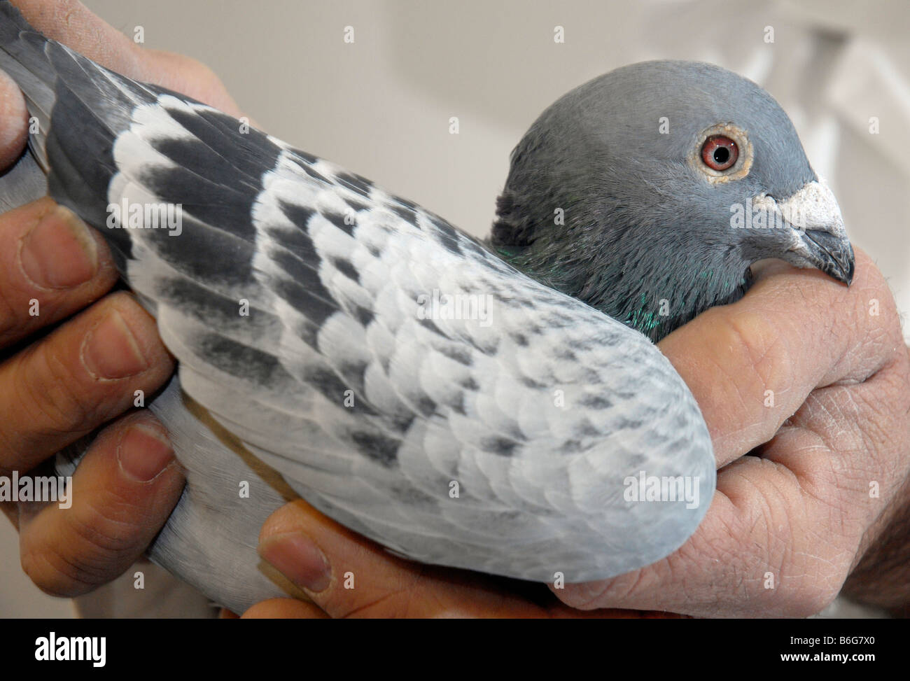 Racing pigeons -Fotos und -Bildmaterial in hoher Auflösung – Alamy