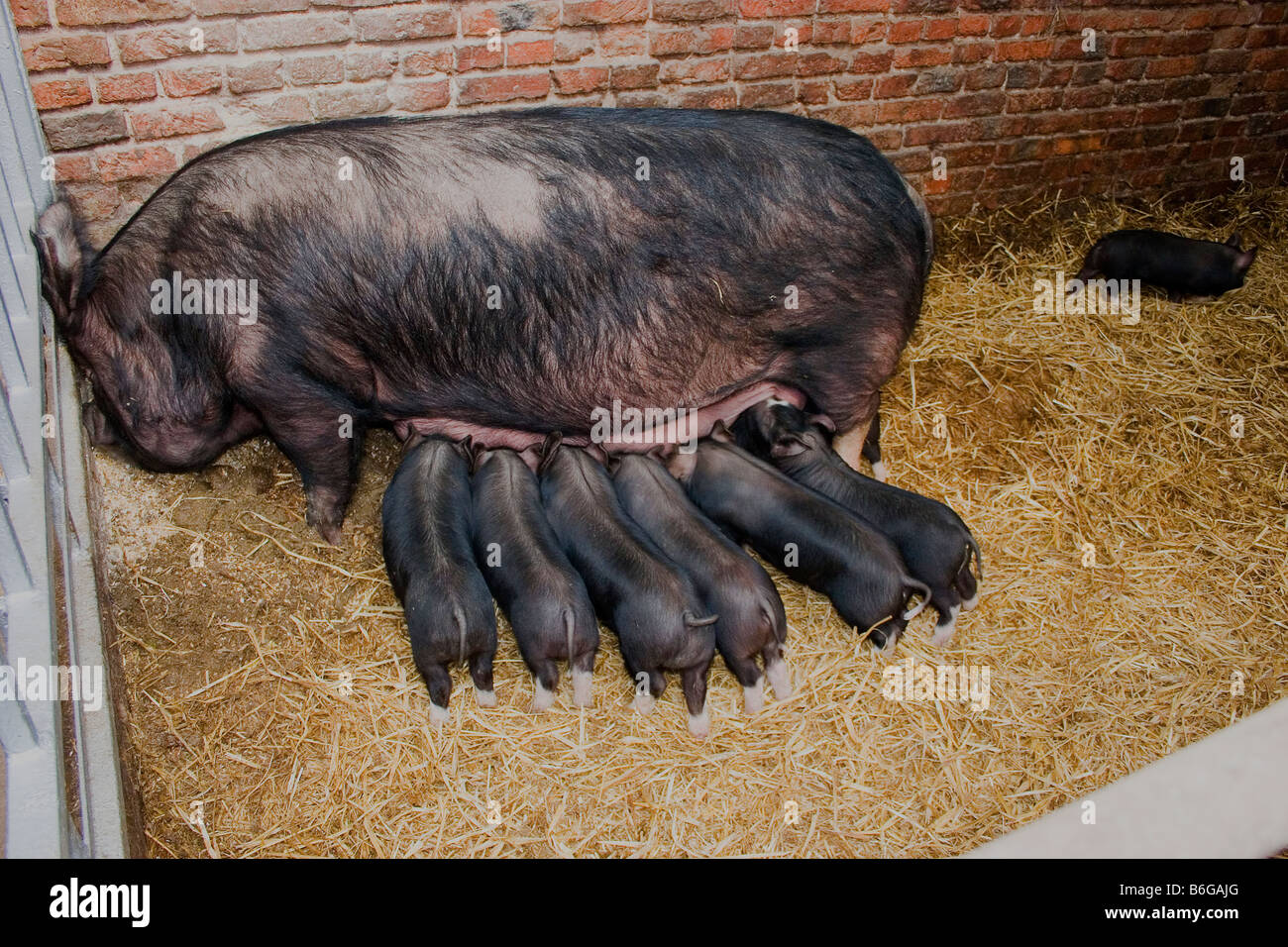Ferkel ferkel -Fotos und -Bildmaterial in hoher Auflösung – Alamy