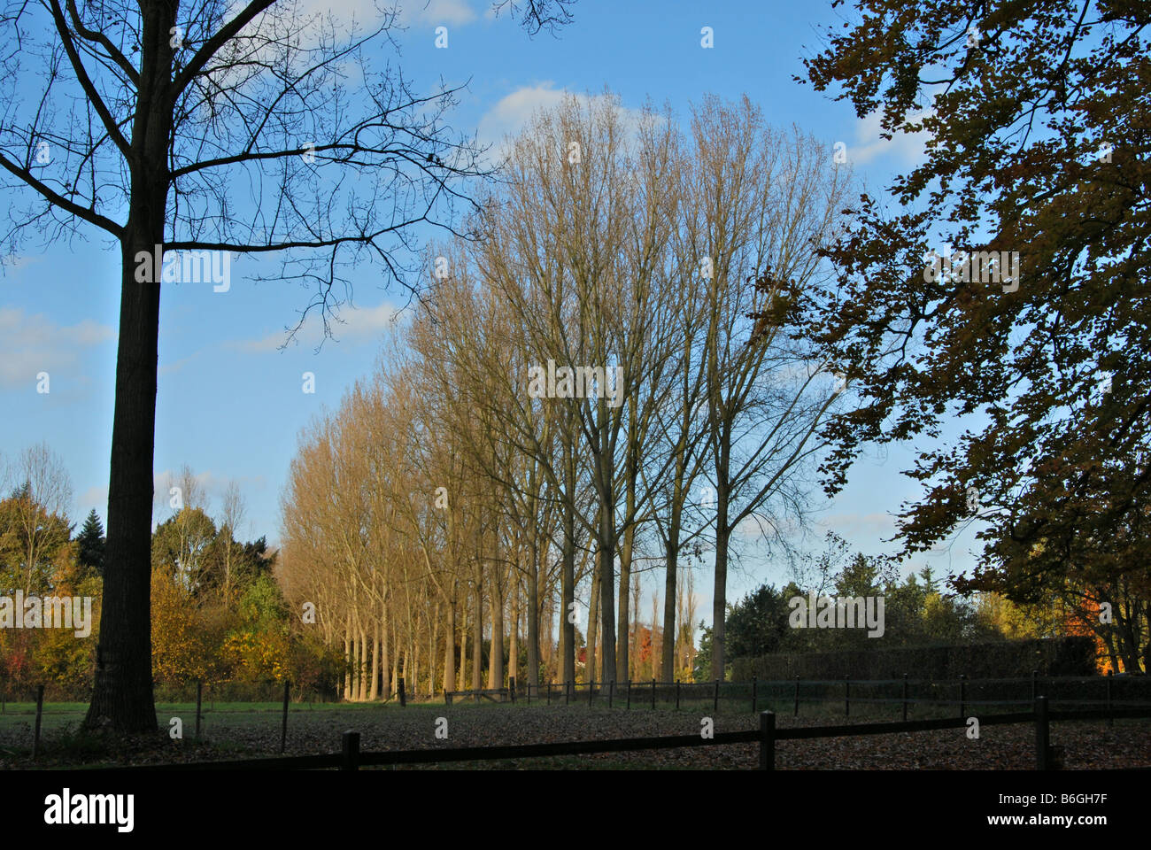 Landwirtschaftliche pappeln -Fotos und -Bildmaterial in hoher Auflösung ...