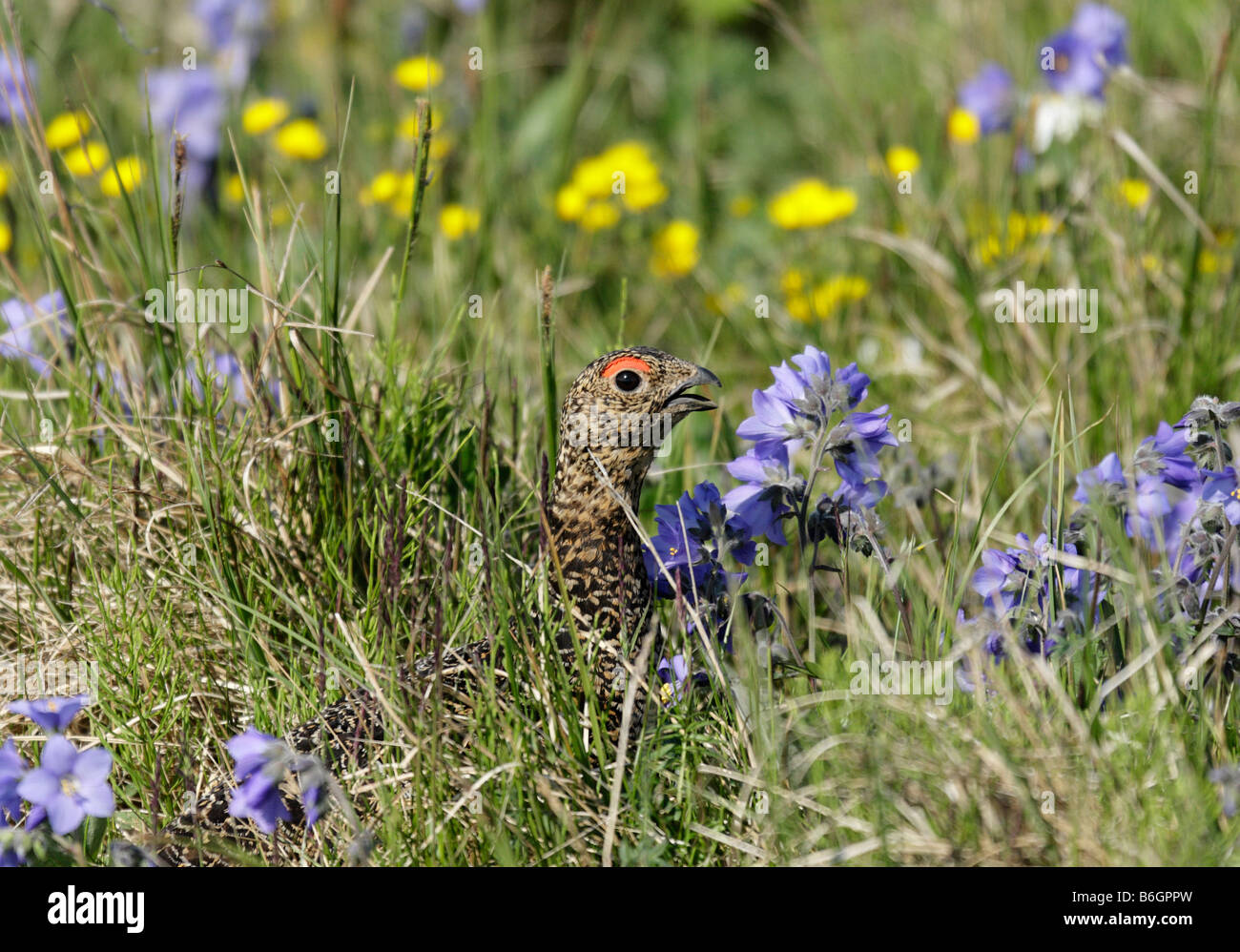 Arctic willow flower -Fotos und -Bildmaterial in hoher Auflösung – Alamy