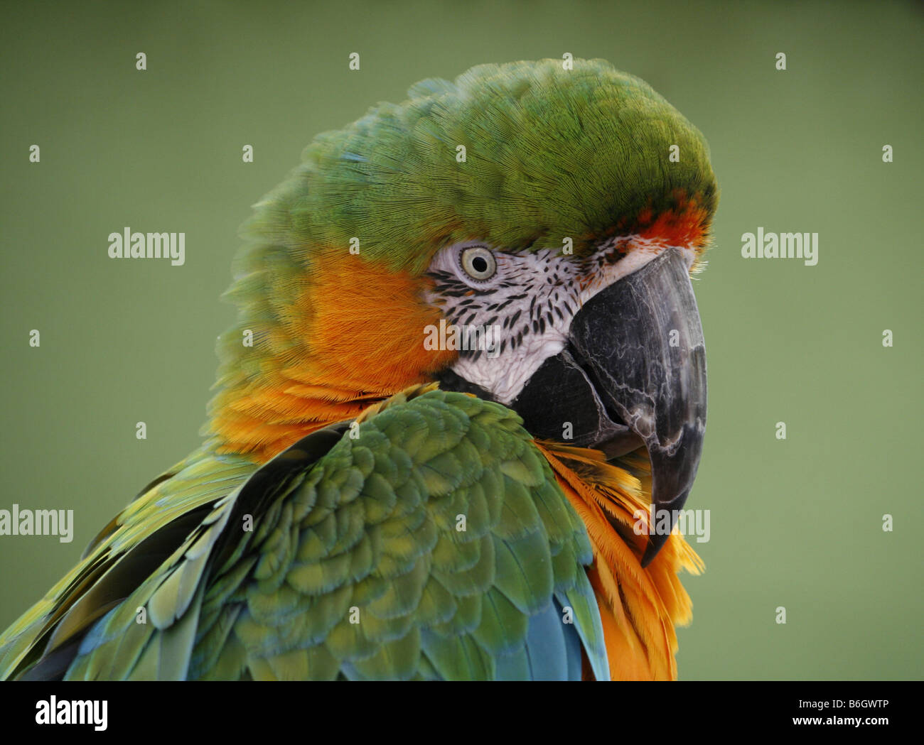 Grünflügel ara schnabel -Fotos und -Bildmaterial in hoher Auflösung – Alamy
