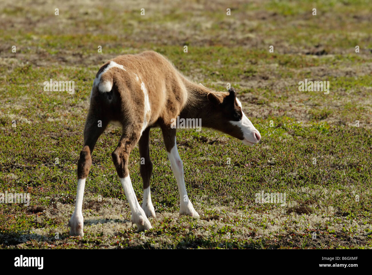 Rentier (Rangifer Tarandus) Kalb. Arktis, Kolguev Insel, Barents-See ...