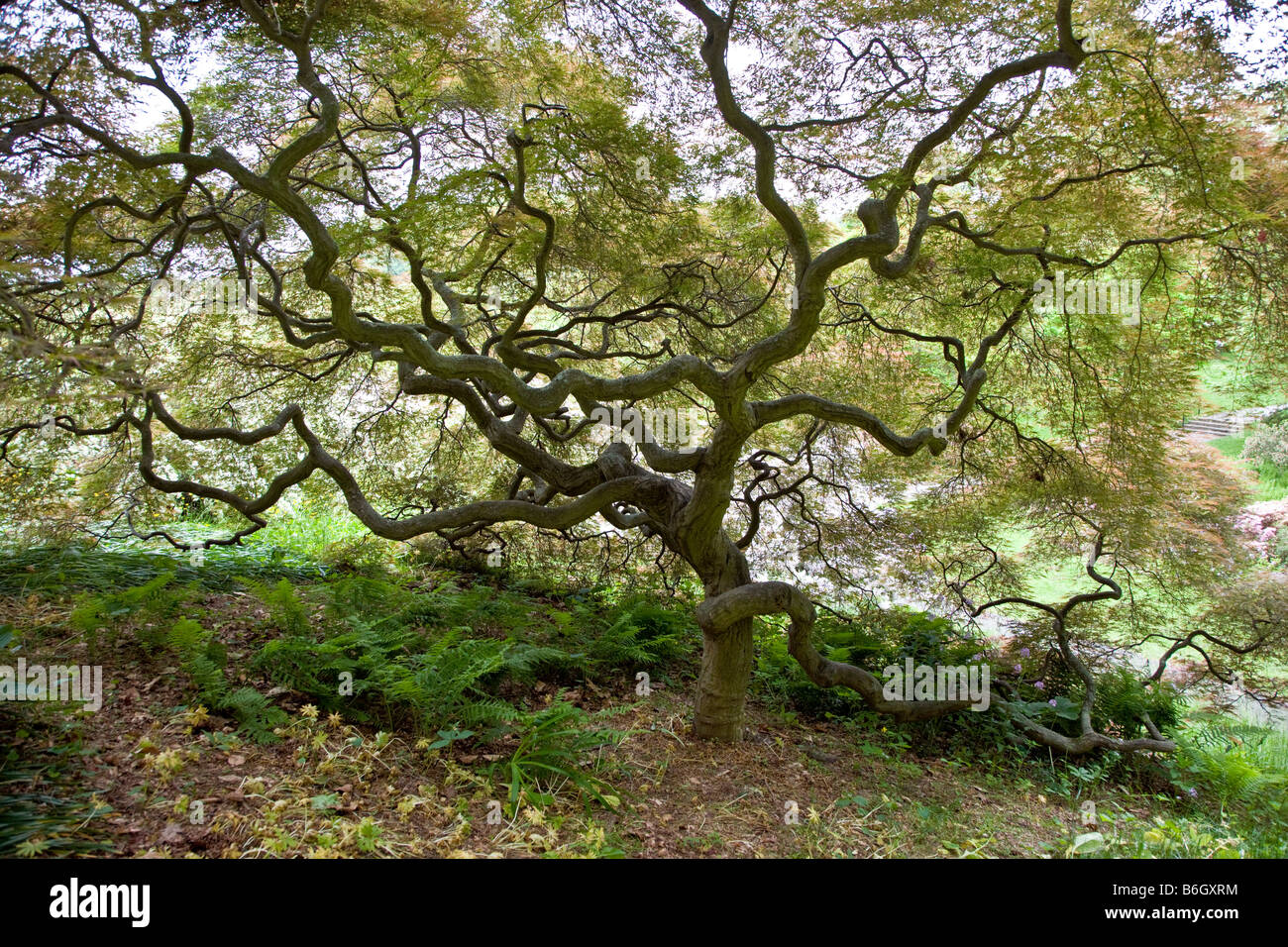 Ahorn baum -Fotos und -Bildmaterial in hoher Auflösung – Alamy
