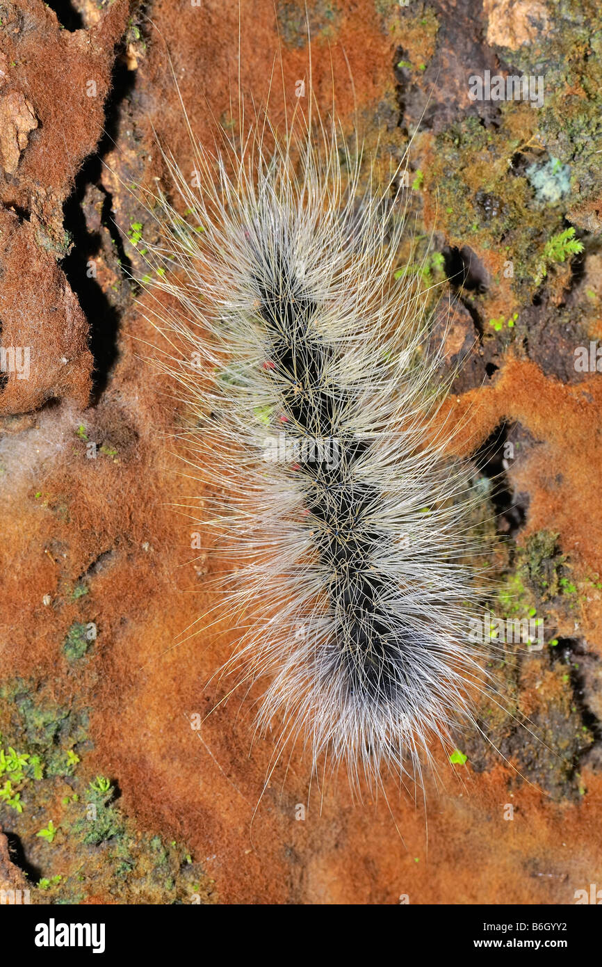 Haarige raupe -Fotos und -Bildmaterial in hoher Auflösung – Alamy