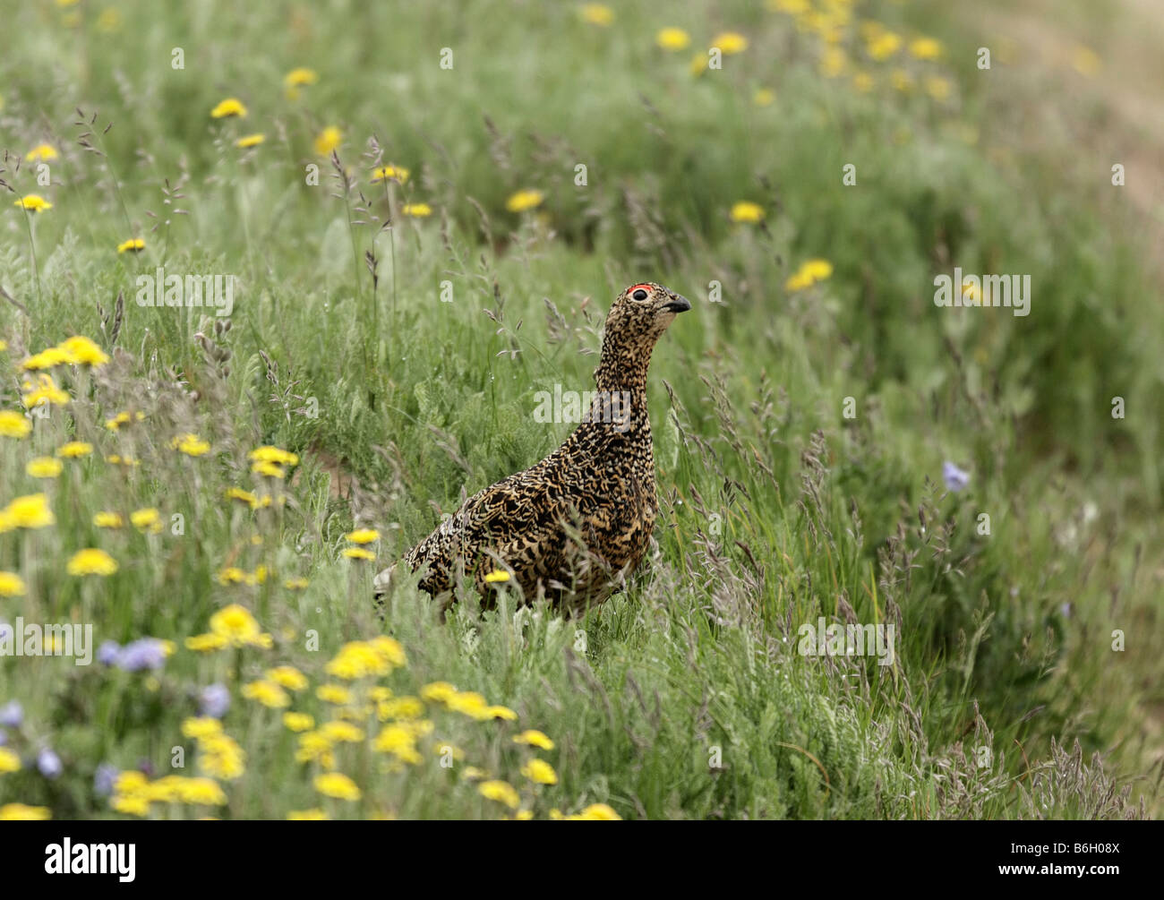 Arctic willow flower -Fotos und -Bildmaterial in hoher Auflösung – Alamy