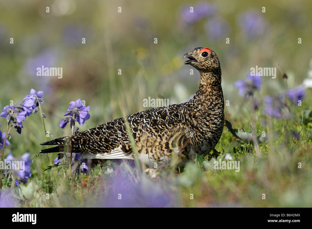 Arctic willow flower -Fotos und -Bildmaterial in hoher Auflösung – Alamy