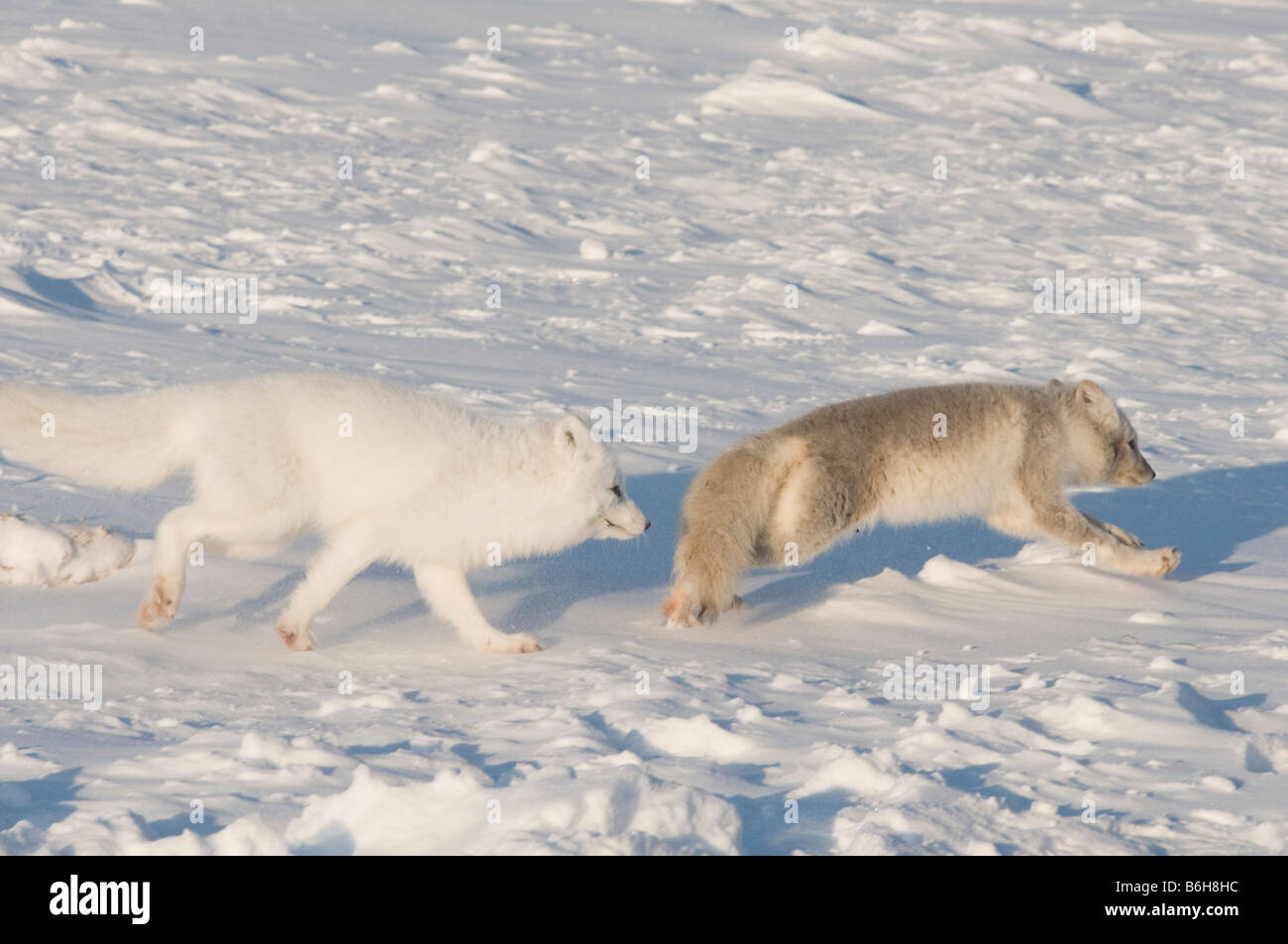 Polarfuchs Alopex Lagopus paar spielen und jagen einander herum auf dem ...