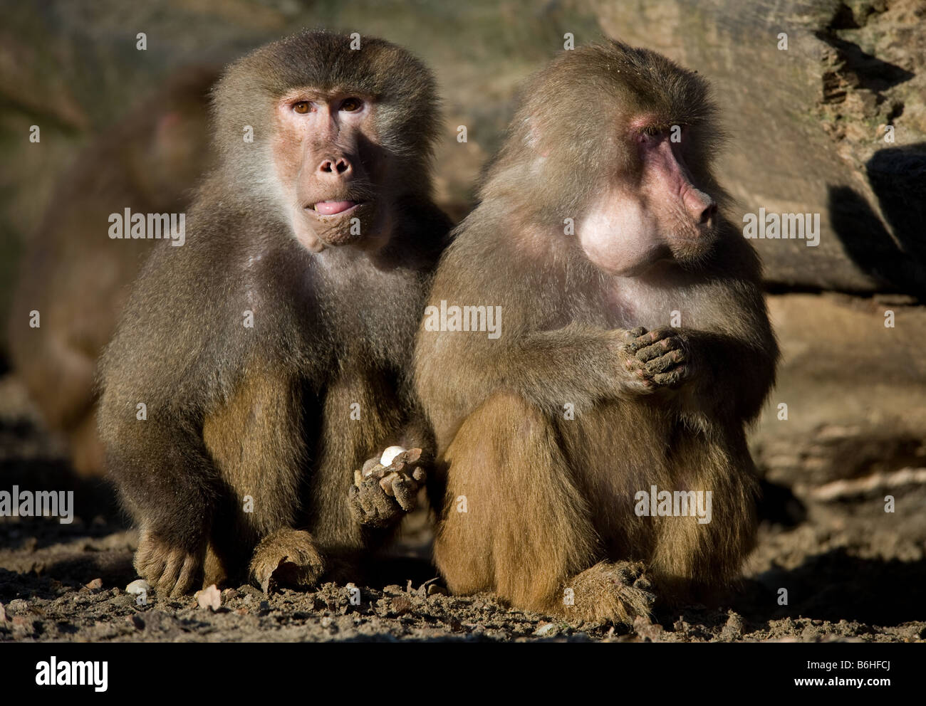 Lustige paviane -Fotos und -Bildmaterial in hoher Auflösung – Alamy
