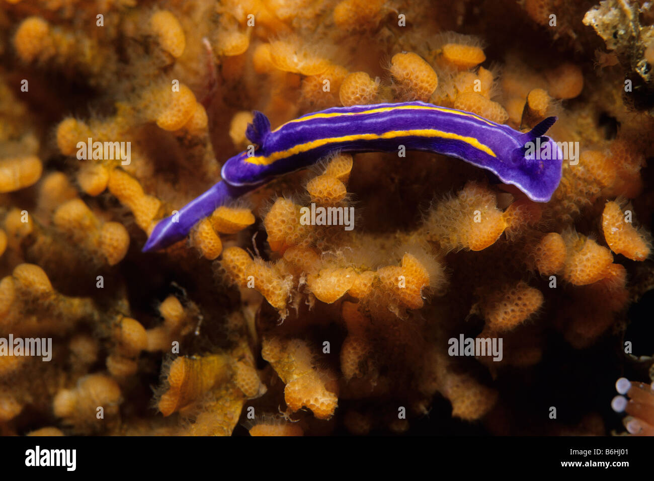 Kalifornien hydrocoral -Fotos und -Bildmaterial in hoher Auflösung – Alamy