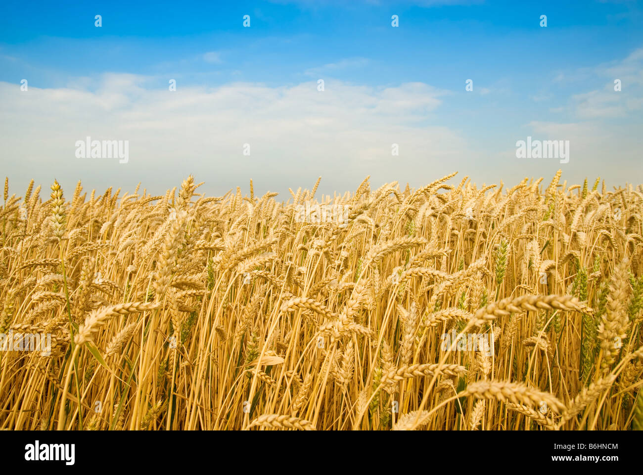 Wheat field -Fotos und -Bildmaterial in hoher Auflösung – Alamy