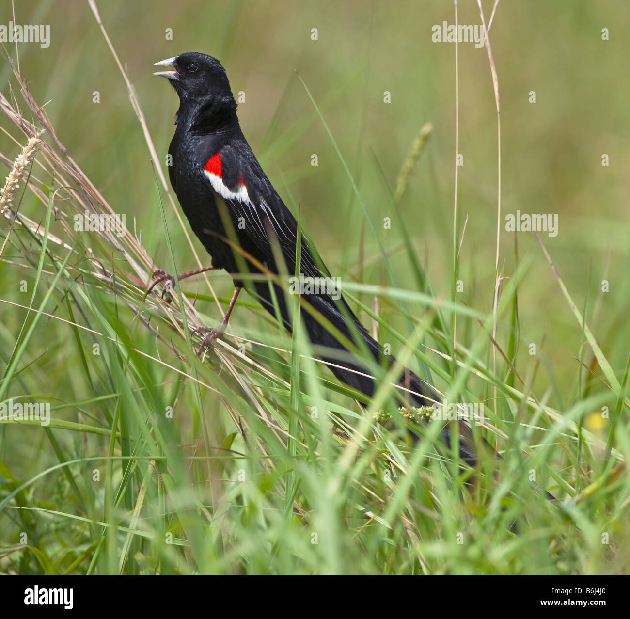 Afrika witwe -Fotos und -Bildmaterial in hoher Auflösung – Alamy