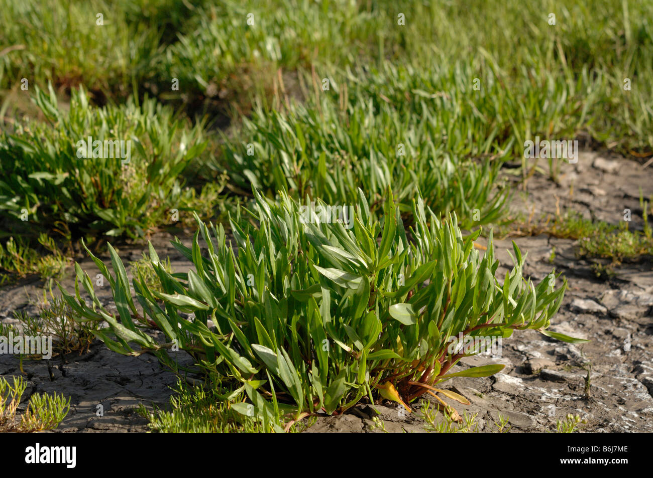Limonium humile -Fotos und -Bildmaterial in hoher Auflösung – Alamy