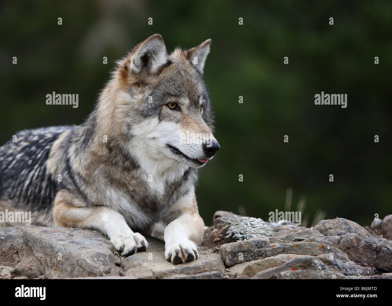 Nordamerikanischer Grauer Wolf Stockfotos und -bilder Kaufen - Alamy
