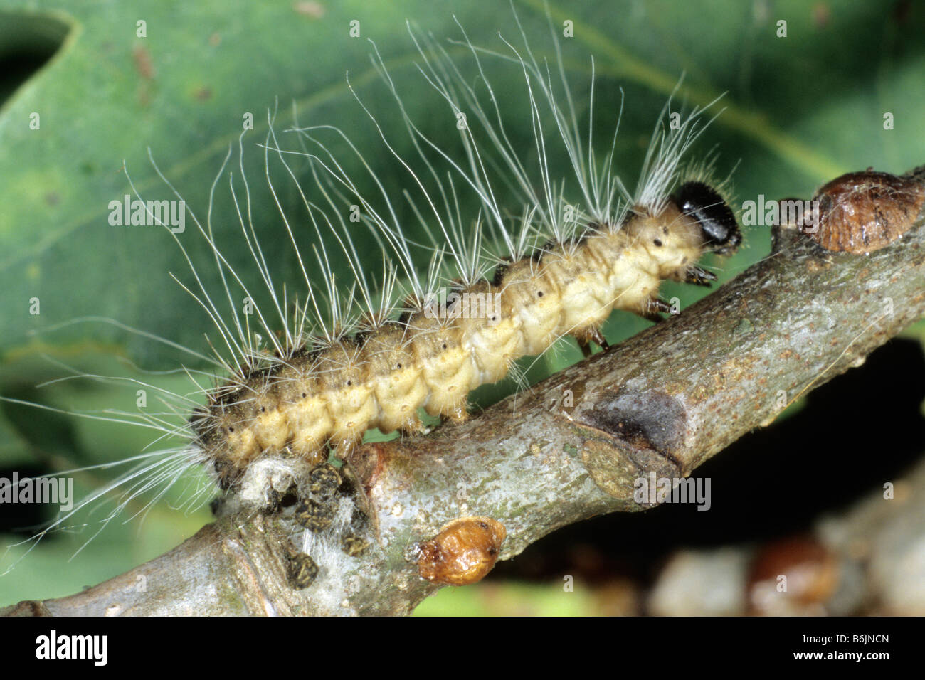 Oak processionary -Fotos und -Bildmaterial in hoher Auflösung – Alamy